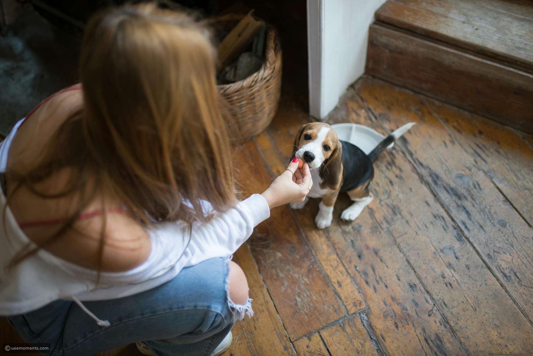 13 things you do every day that your dog interprets as rejection