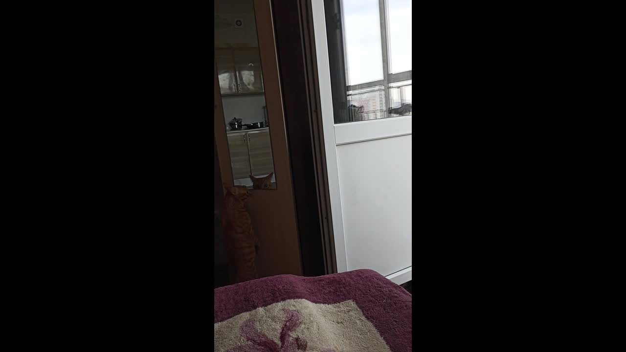 Curious cat caught peeking through mirror in Krasnoyarsk, Russia