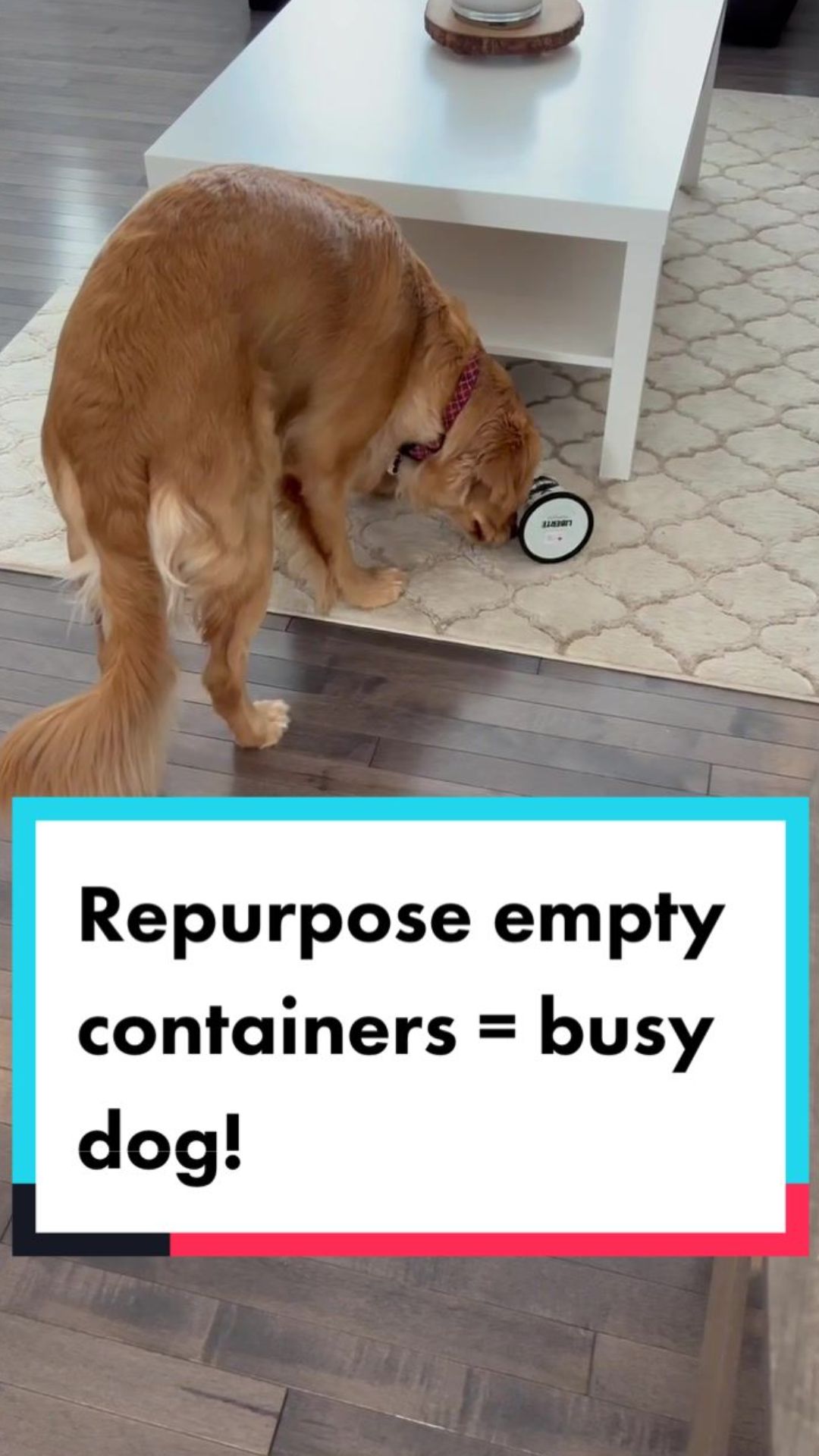 Simple dog toy ideas that don’t cost a fortune