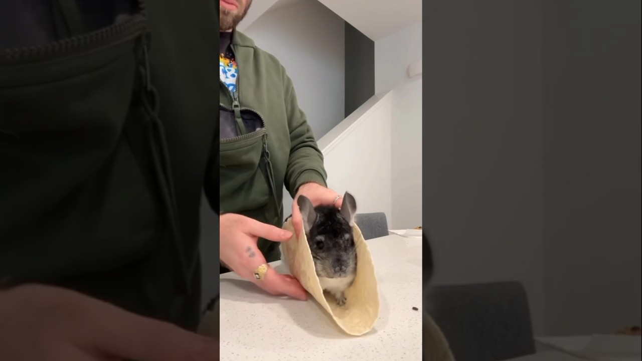 How to roll a delicious-looking chinchilla-shaped burrito