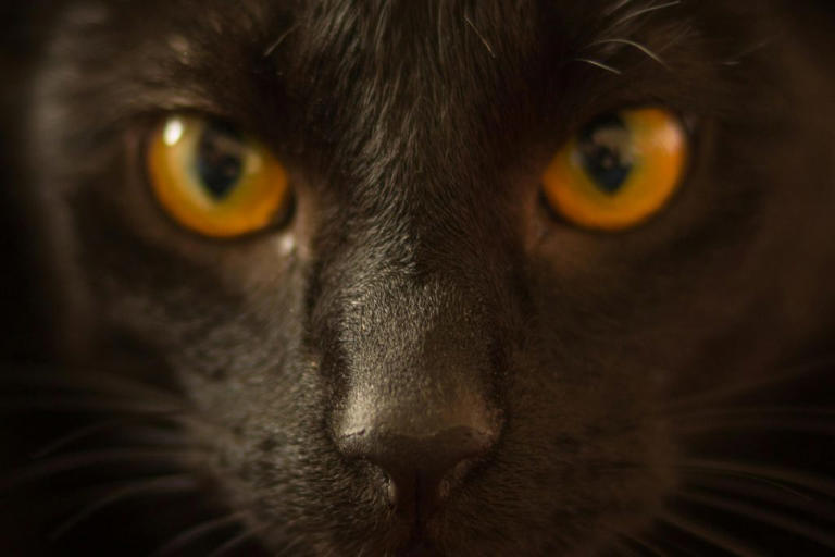 Why do cats feel so mysterious compared to other animals?