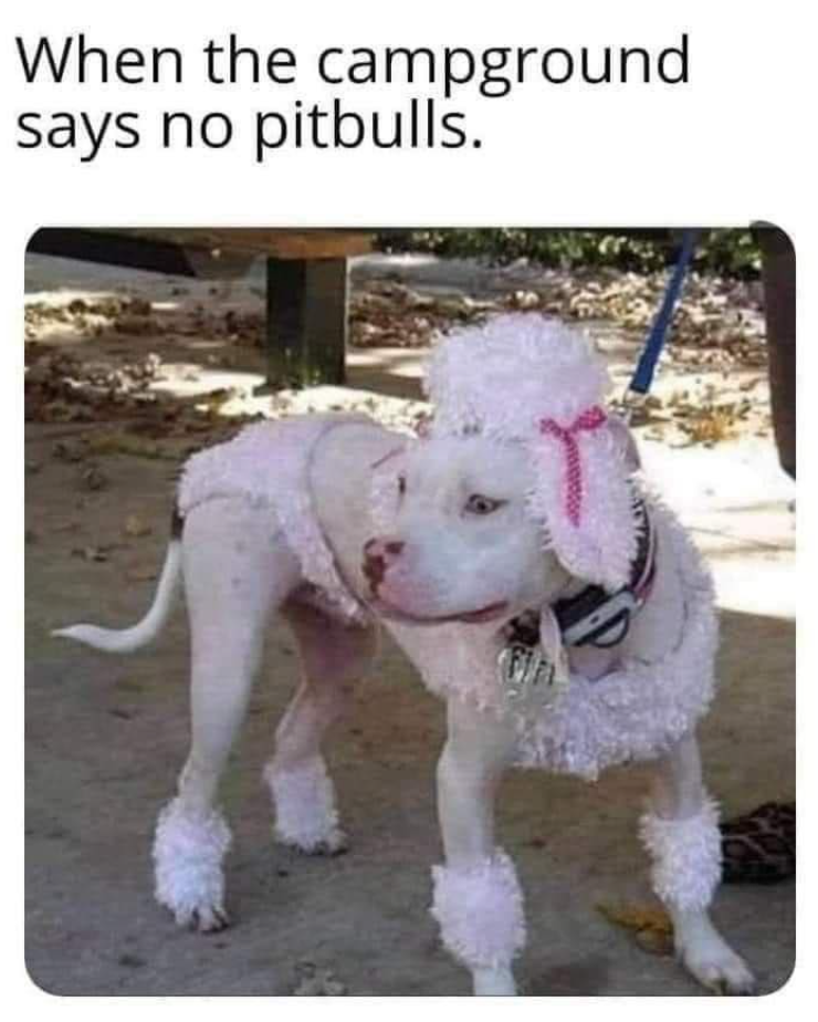 23 happy doggos to survive the work week