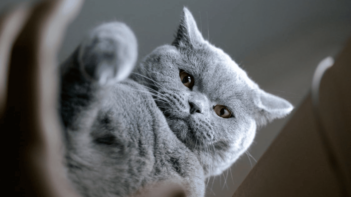 10 things that change when you adopt a cat and you used to own a dog