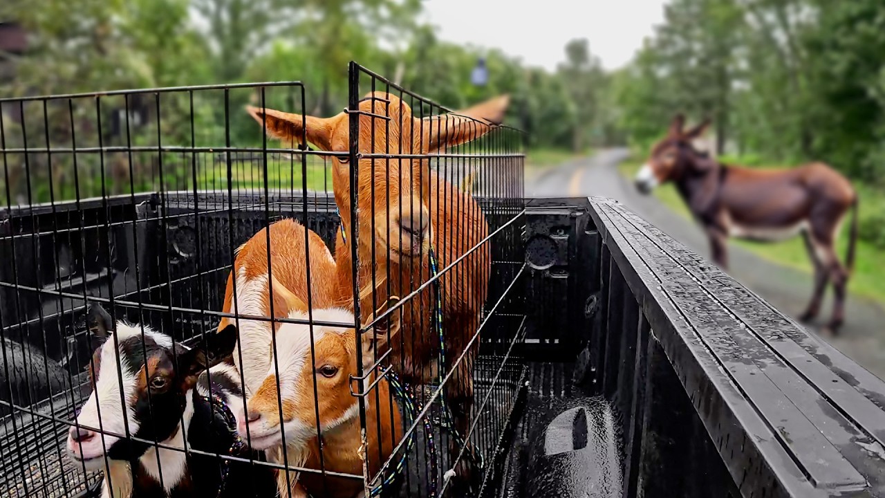 Meet new farm goats before chaos starts on the homestead