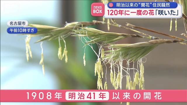 120年に一度の花「咲いた」明治以来の“開花”住民騒然