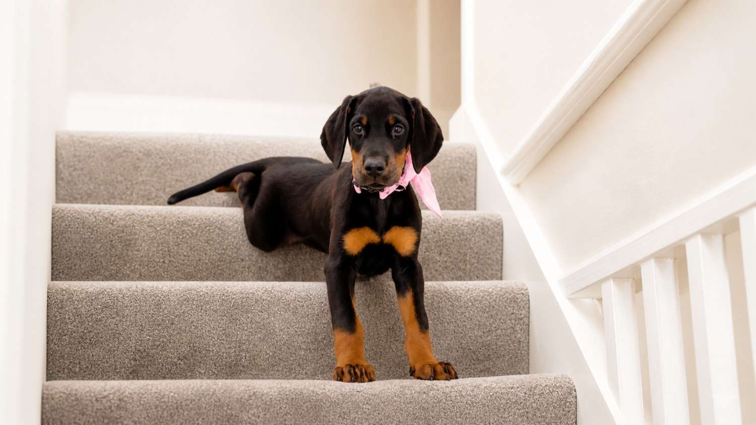 Adorable puppy needs help with the stairs