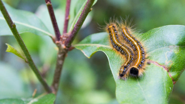 Oak trees figured out how to starve caterpillars by delaying their ...