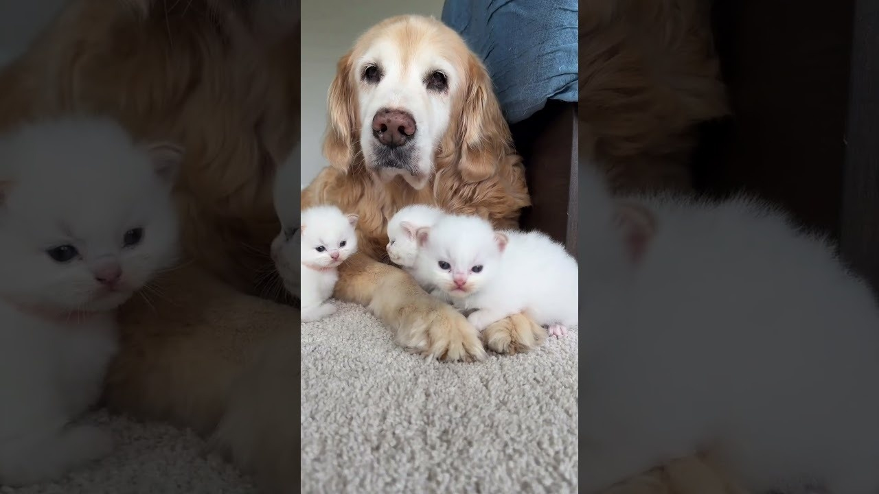 Lucy’s sweet kitten nap moment