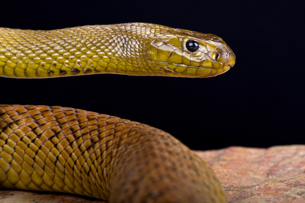 Deadliest snakes native to the Australian outback