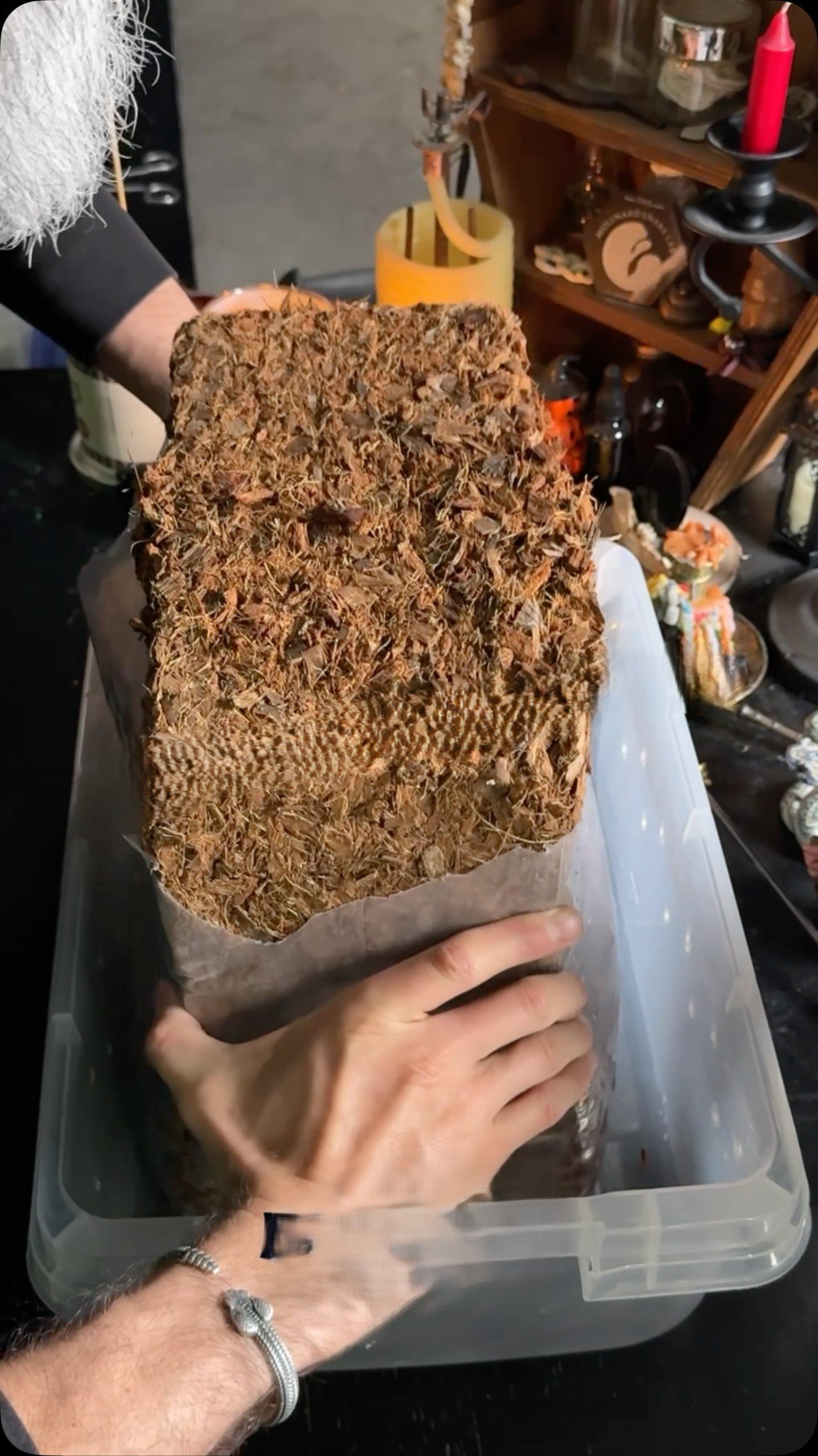 Preparing substrate for hatchlings