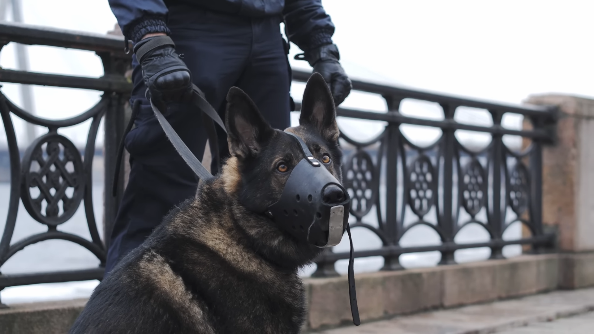 This dog was responsible for a deadly attack - and was punished for it