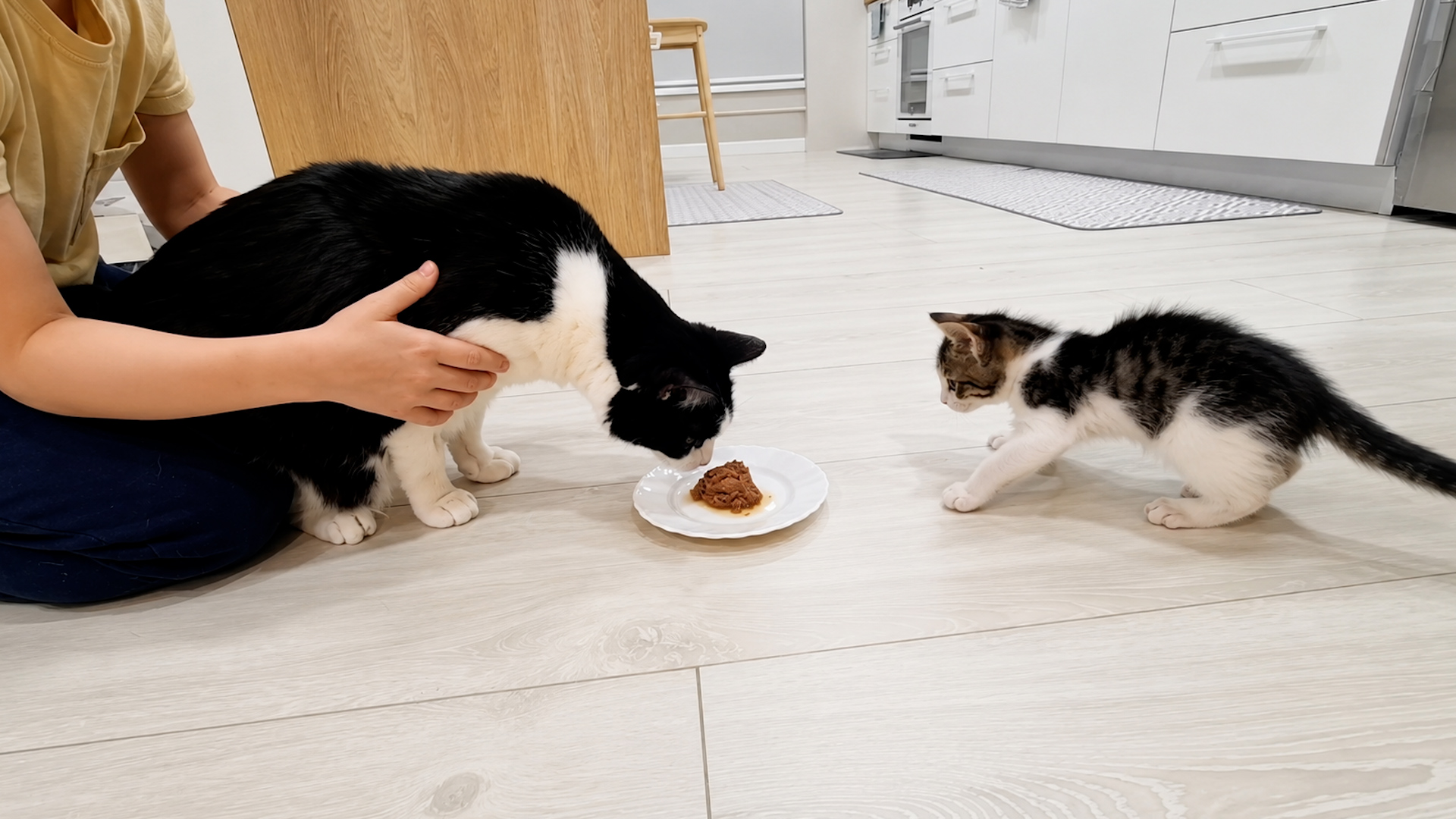 Who wins the food battle cat or kitten?