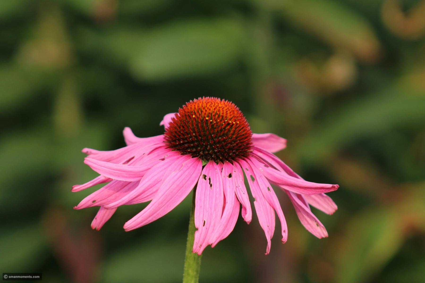 The 11 most beautiful perennial flowers to plant in your garden