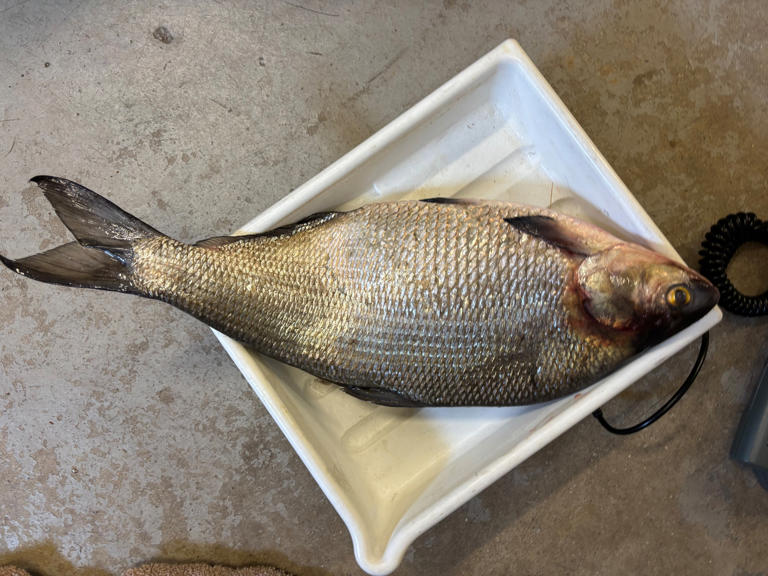 New state record gizzard shad caught in the Grand River
