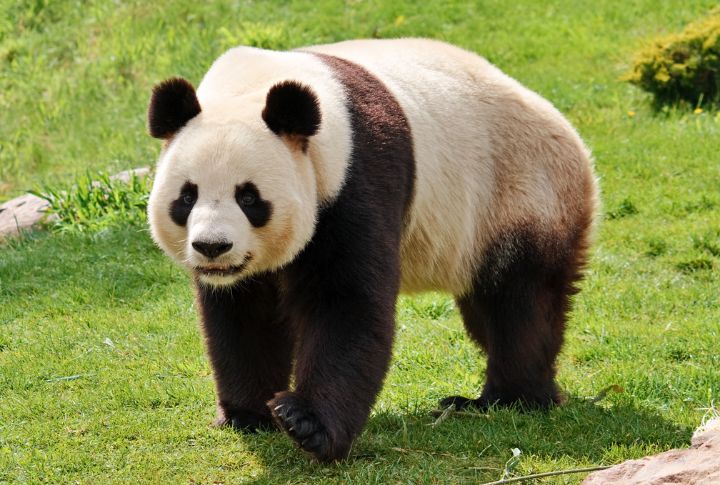 15 animals who are surprisingly gentle