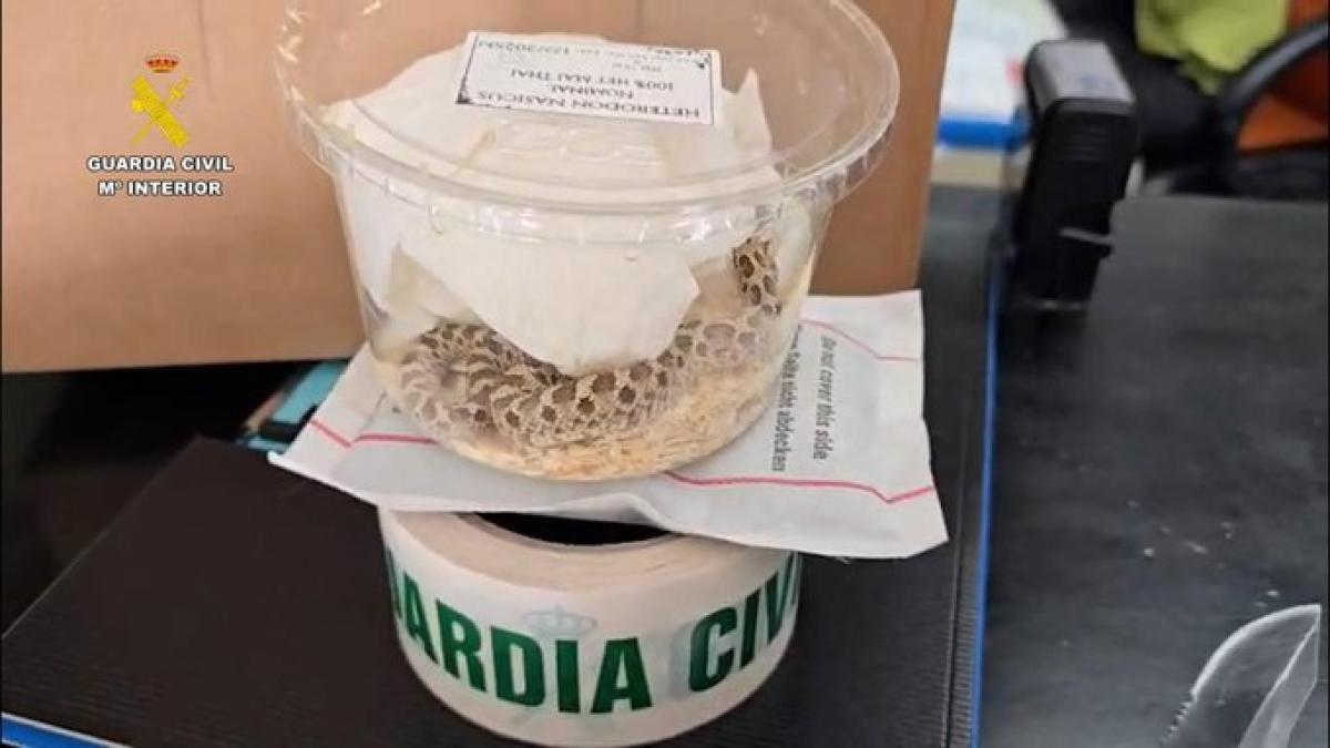 Interceptan el envío irregular de una serpiente desde Málaga a Navarra ...