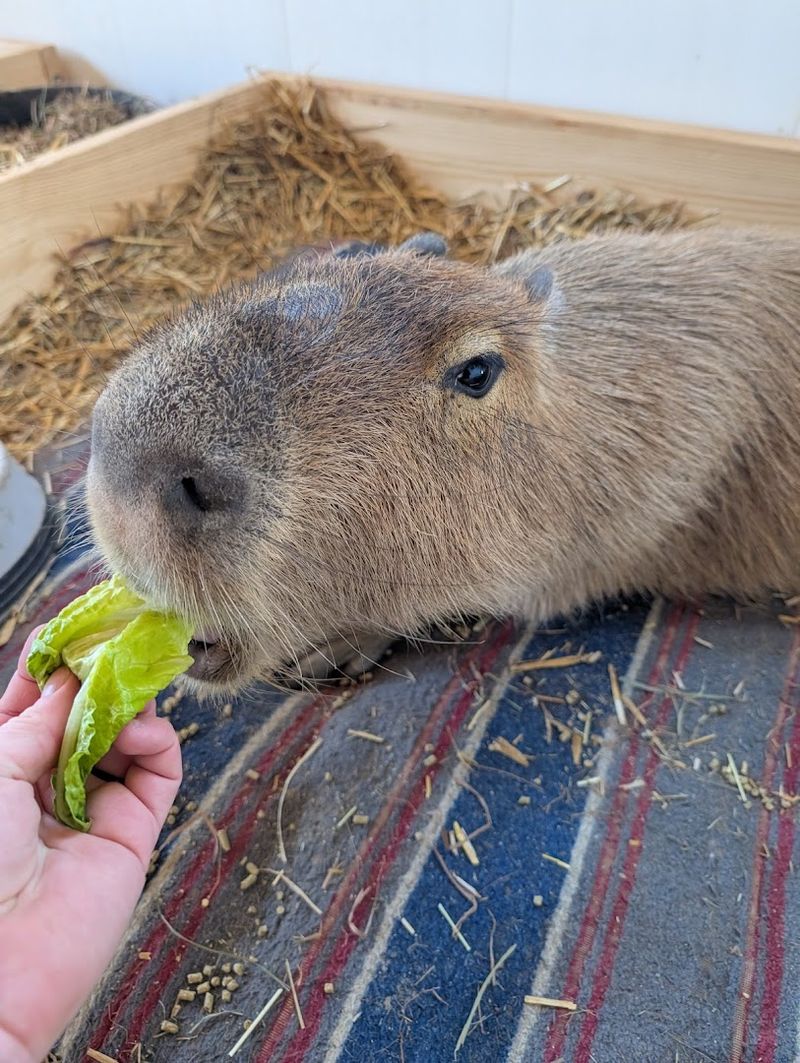 There’s a farm in Ohio where you can pet an alpaca and feed a capybara
