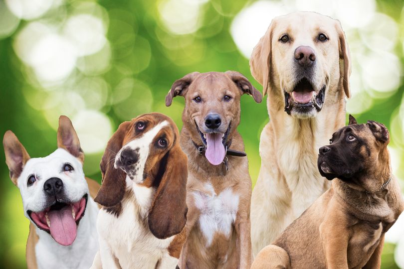 Most popular dog breeds of 2026 – see if your pet made the list