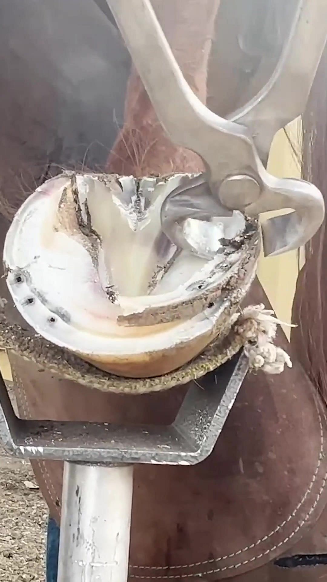 Badly worn horseshoe gets replaced just in time