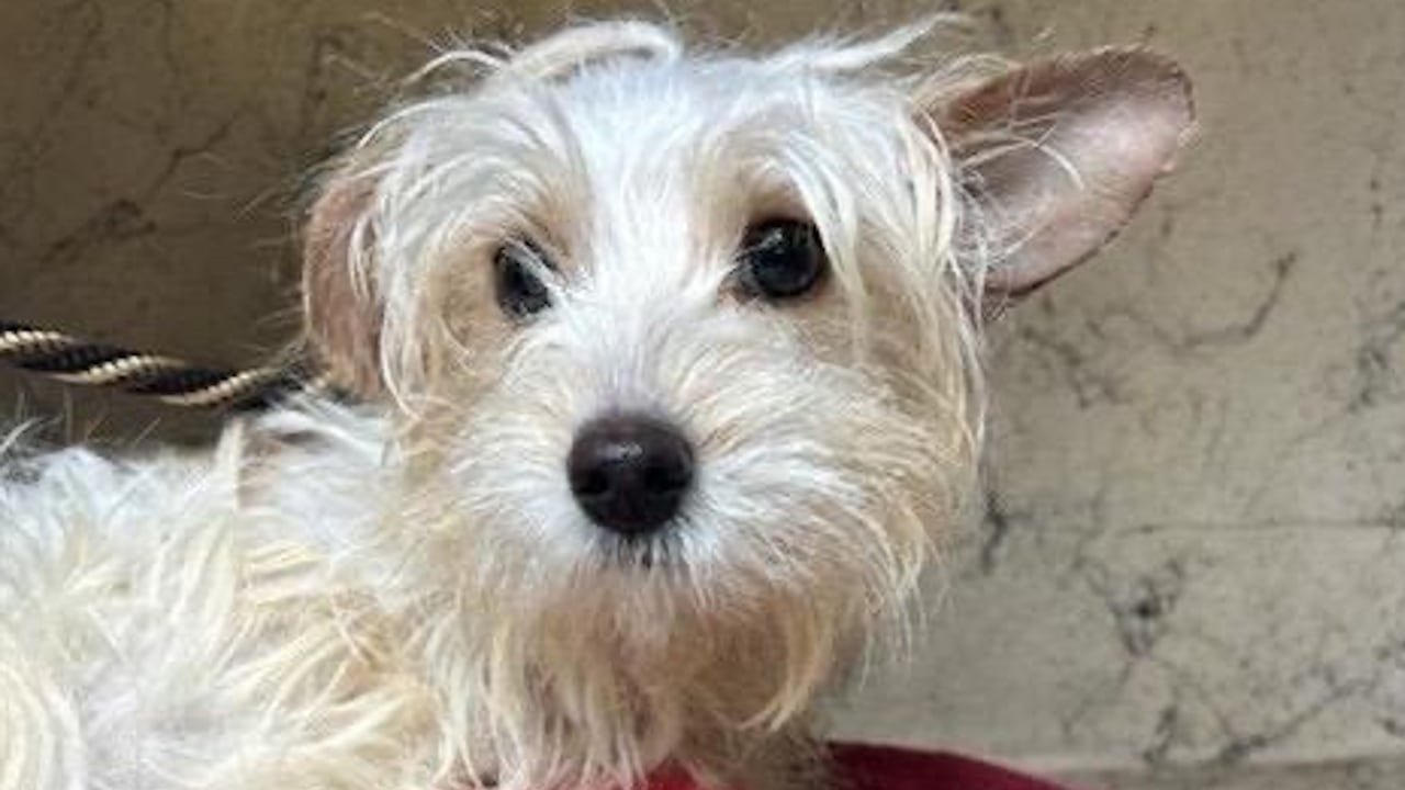 Puppy thrown in air twice by Florida woman dies during surgery
