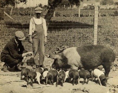 Strange cases of genetic engineering from history