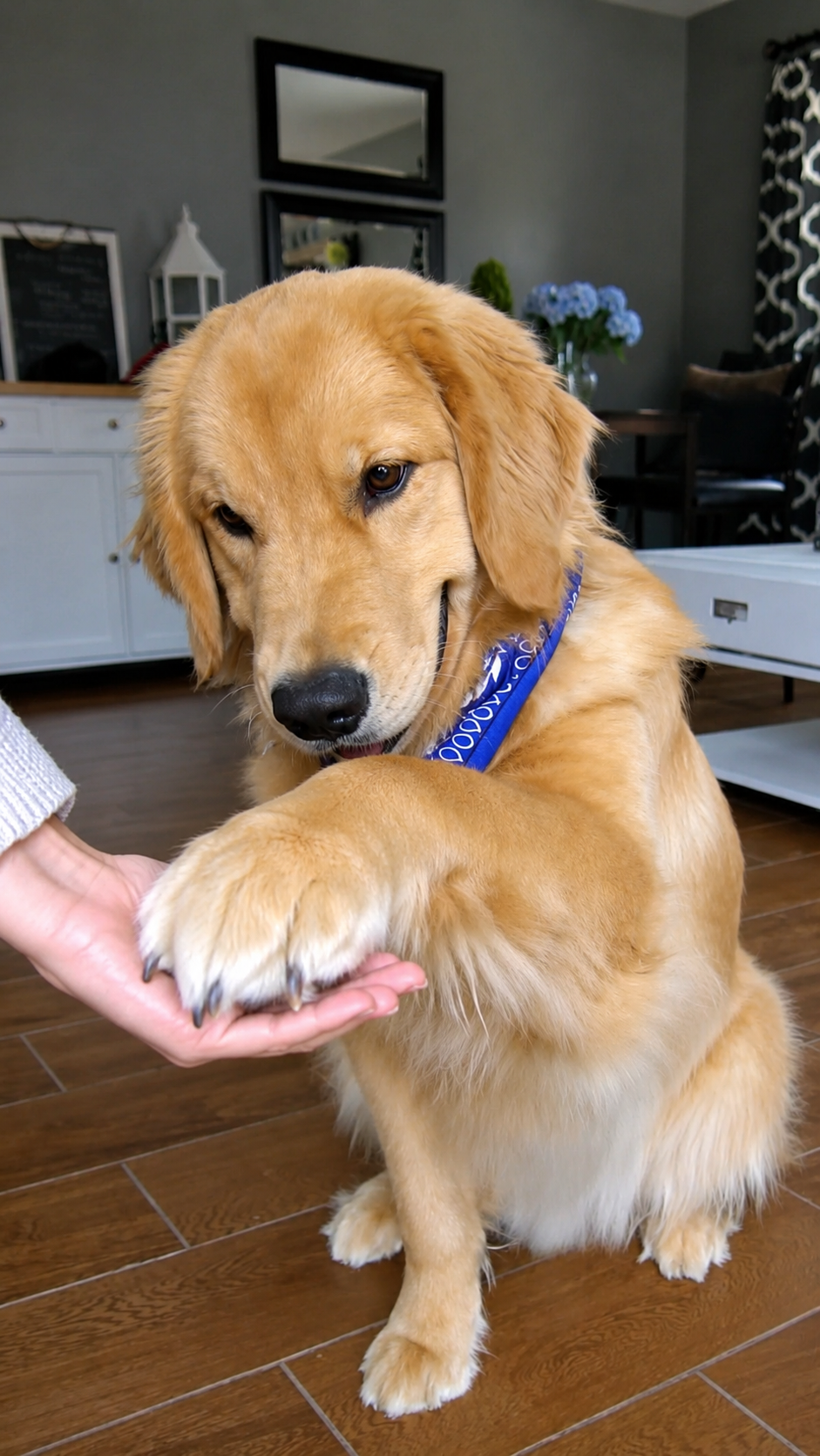 Golden retriever tries an IQ test