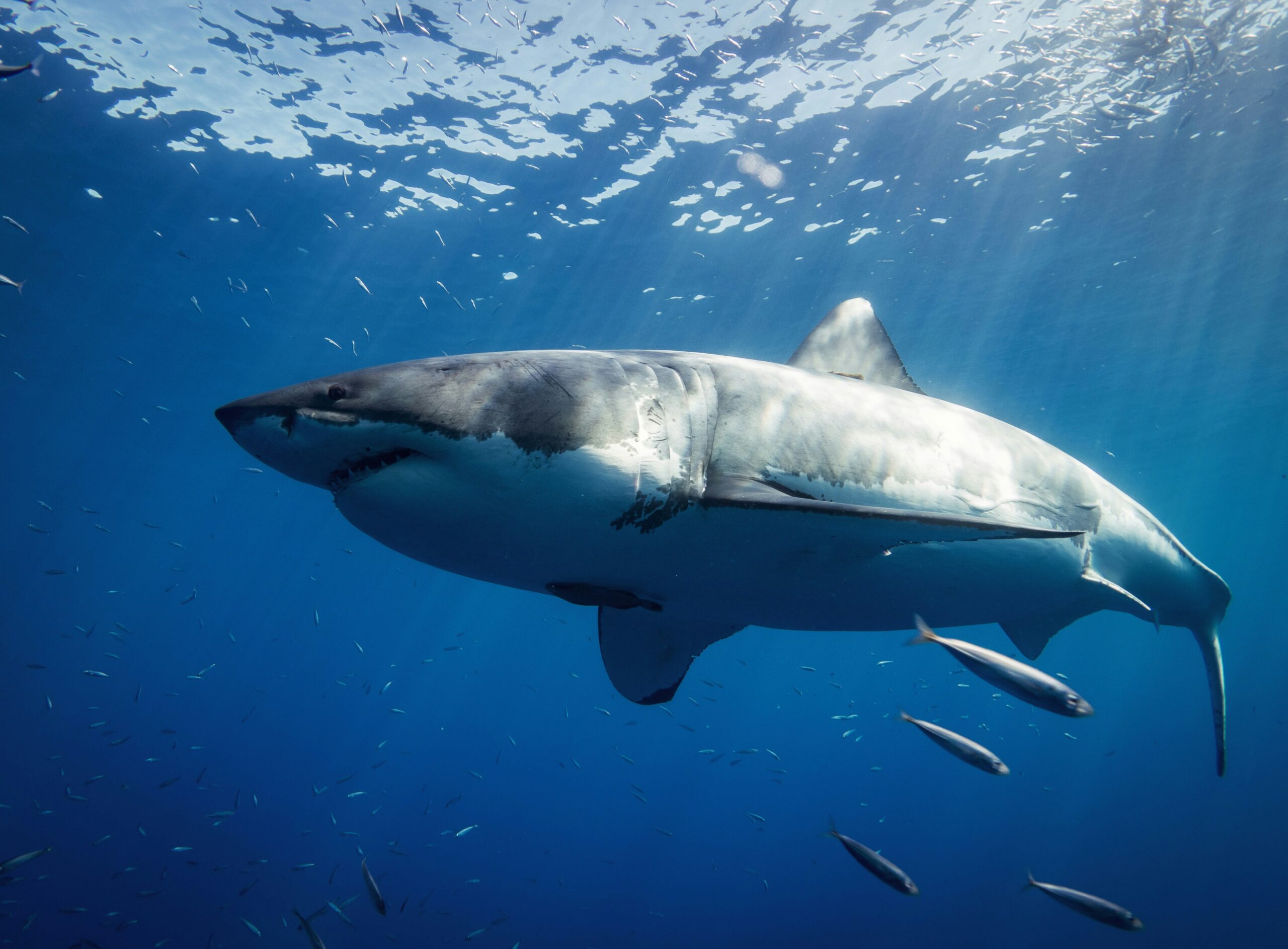 16 mind-blowing facts about sharks that will surprise you