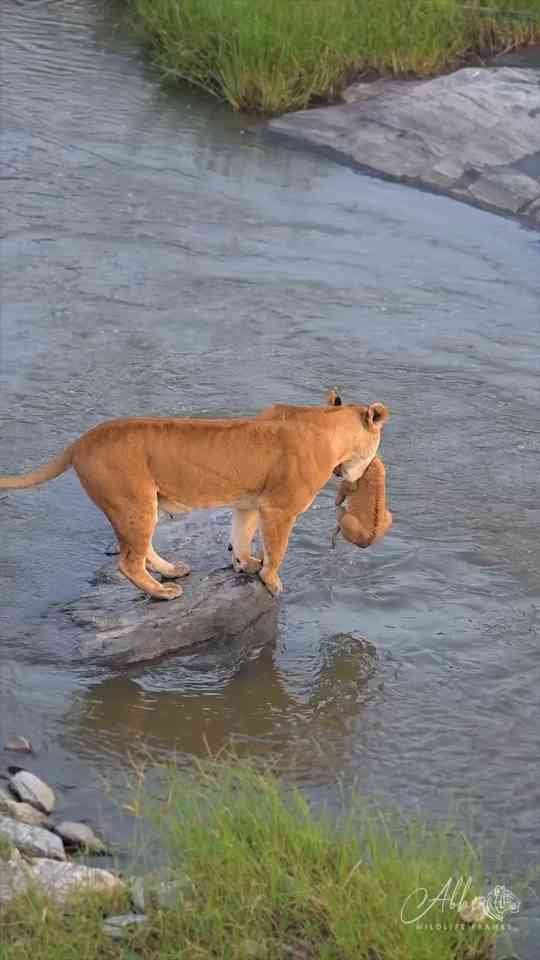 Lioness relaxes with cubs in heartwarming wildlife moment