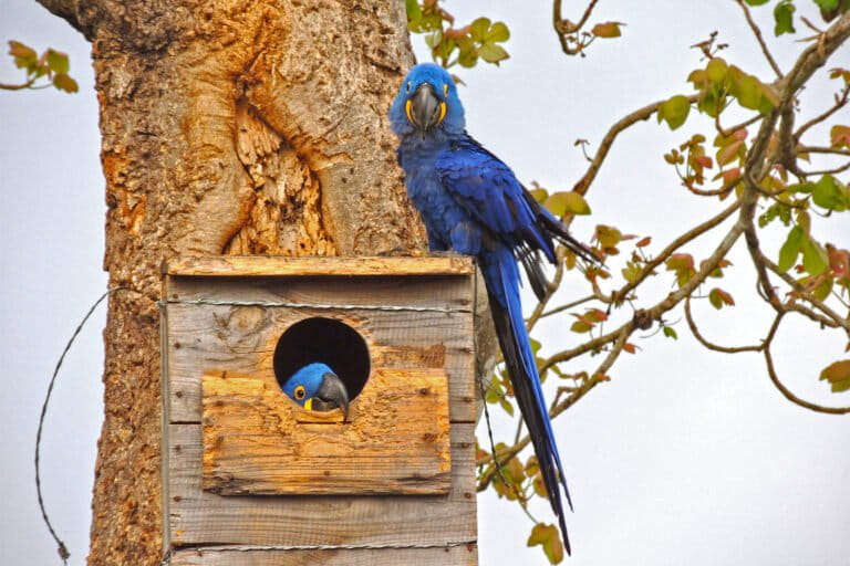 Brazil police seize devices from bird expert in trafficking probe ...