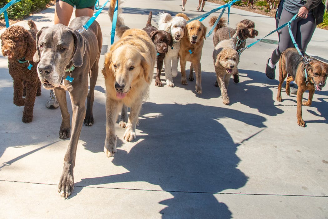 Dogs display many traits of great leaders − here are 5 breeds that can ...