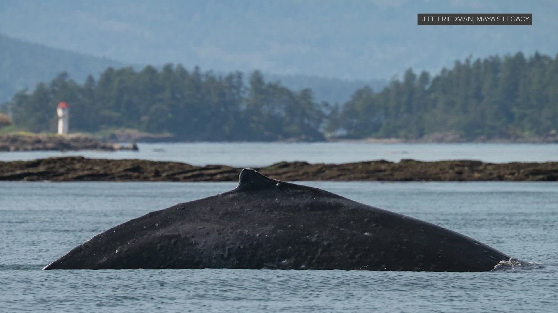 Iconic humpback whale Big Mama spotted