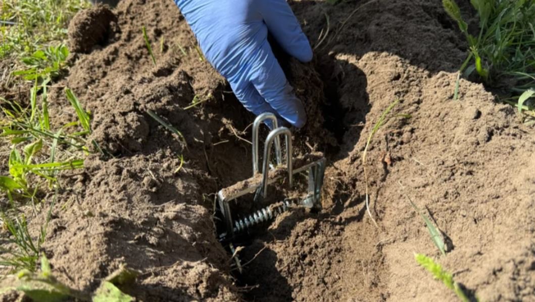 The overlooked yard habits inviting moles to your garden