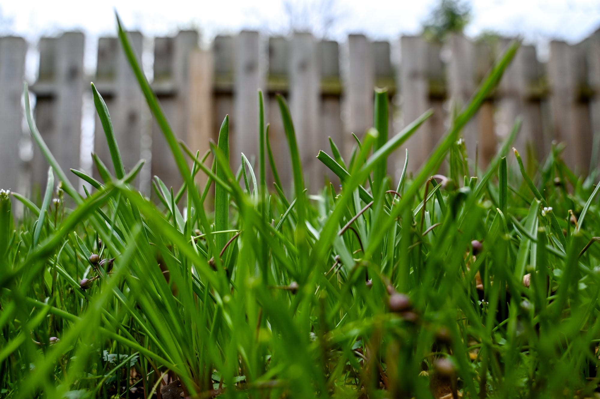 How often should you mow your lawn in Illinois? When to start, stop