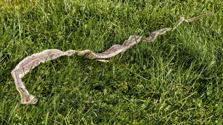 The first thing you should do if you find a snake's shed skin in your yard