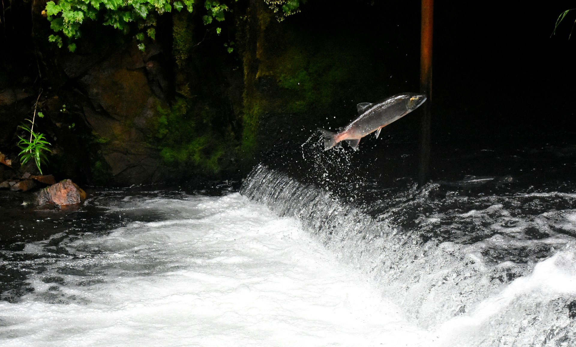 Shocking study: Salmon doped to increase their swimming ability