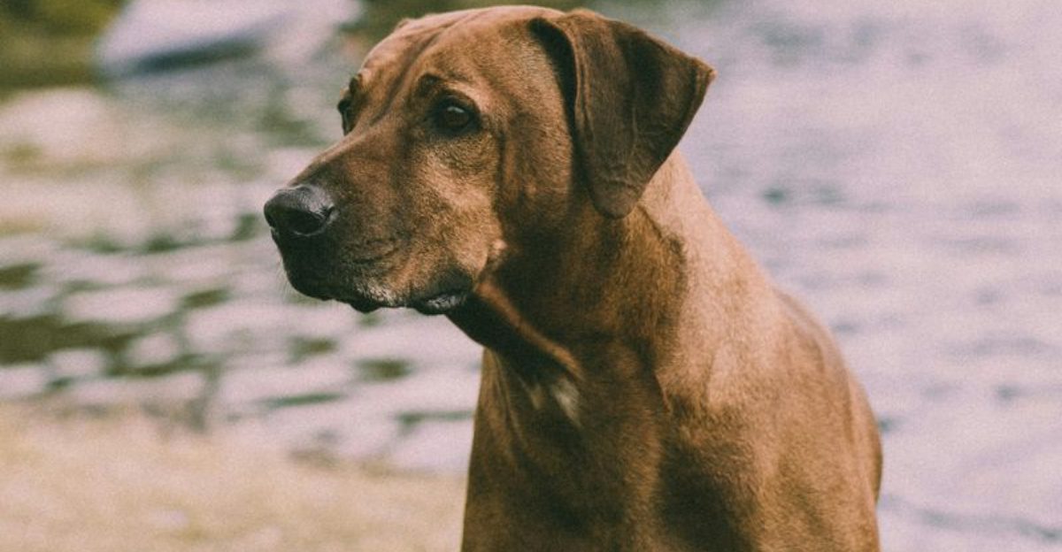 13 athletic dog breeds perfect for nonstop adventure