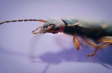 Insects' lightning-fast reactions could transform future of AI and ...