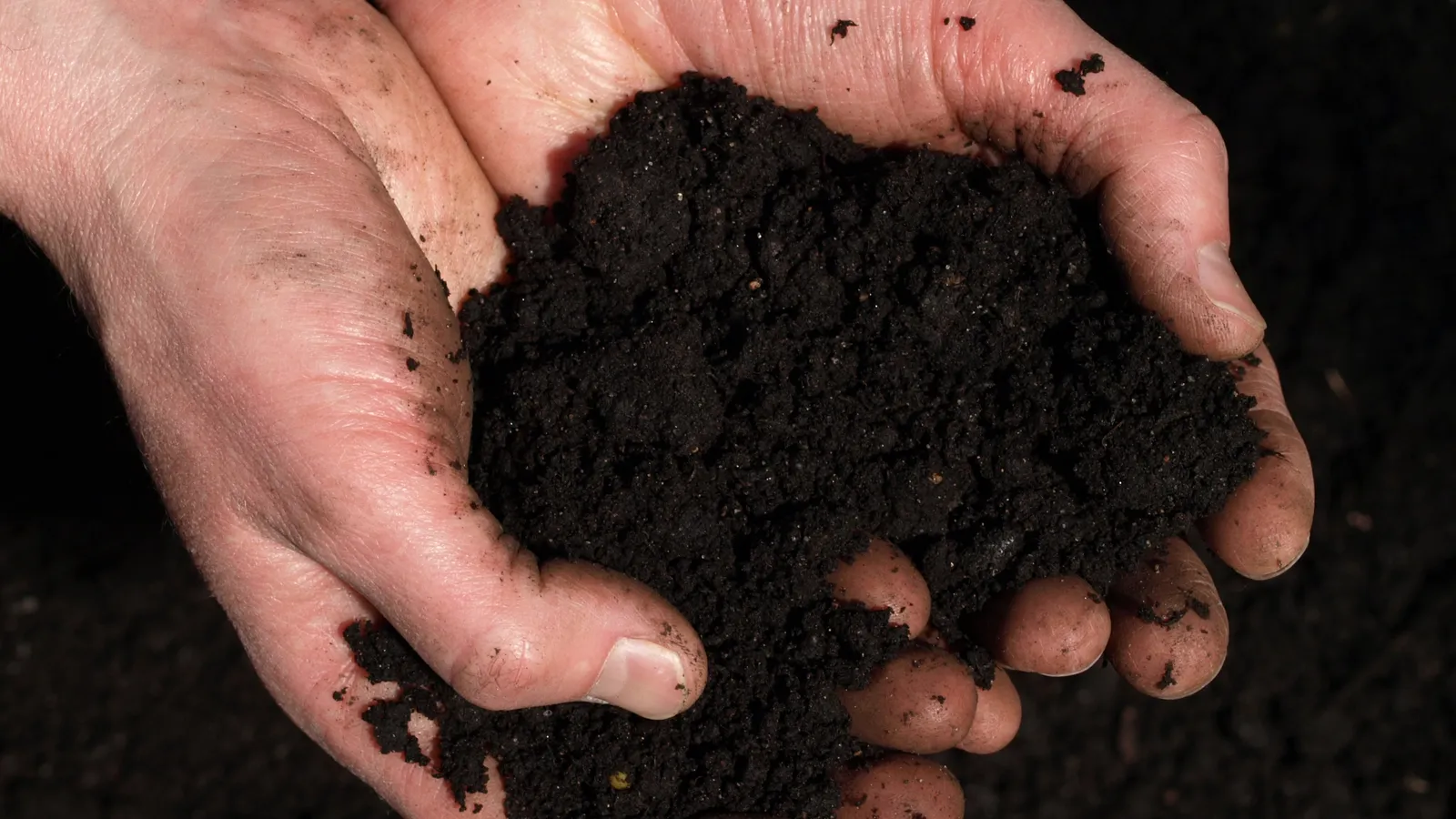 Planting these in your garden is like rolling out the welcome mat for ...