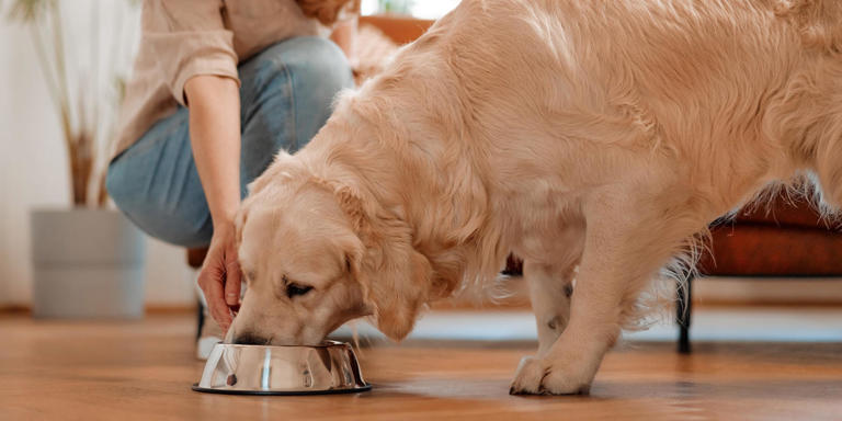 7 best foods for dogs with allergies, according to veterinarians