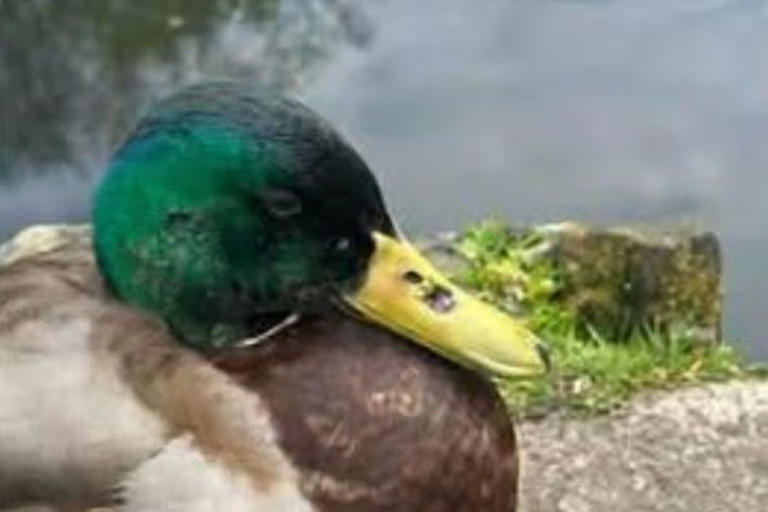 West Lothian youths target wildlife in 'terrible' incident as injured ...
