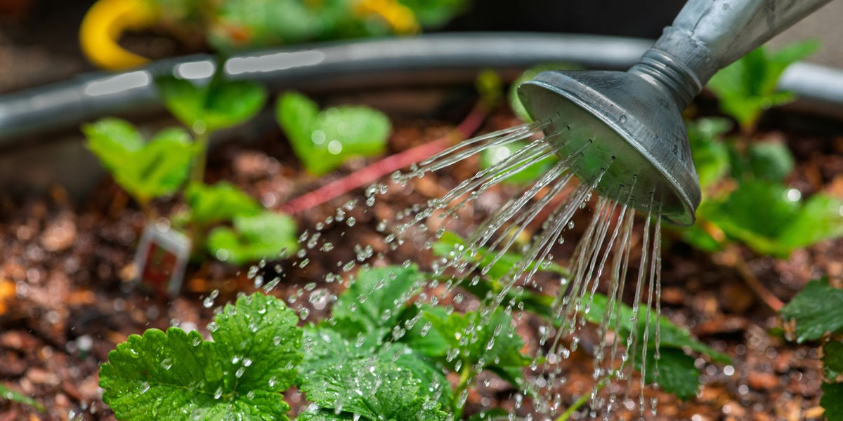 What to do and not to do when watering your garden plants