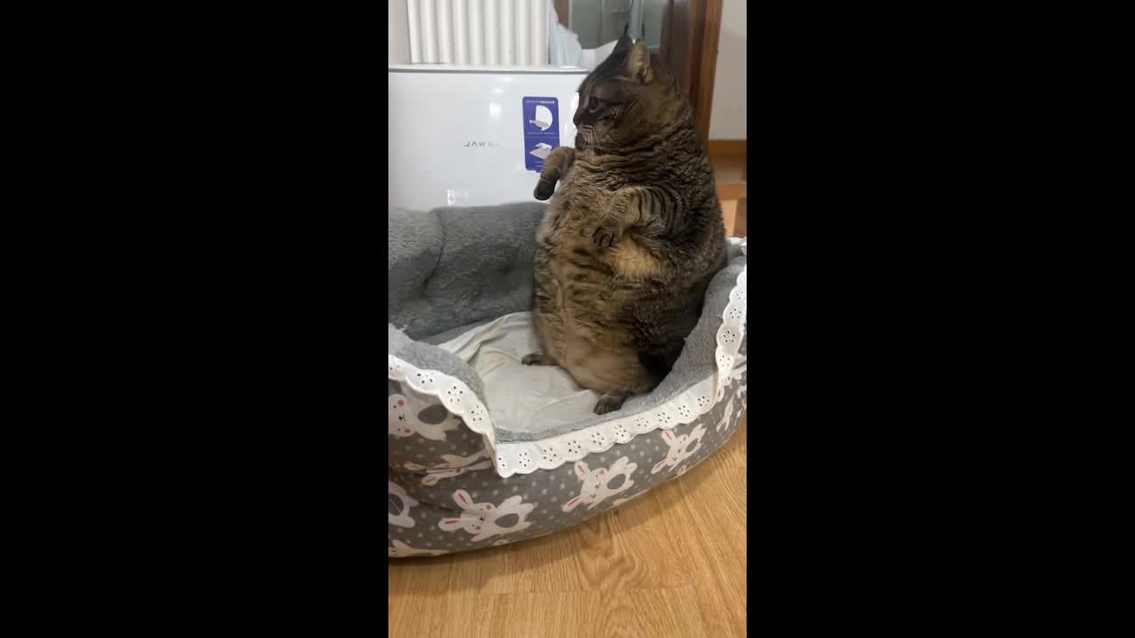 Large tabby cat lounges adorably in pet bed in China