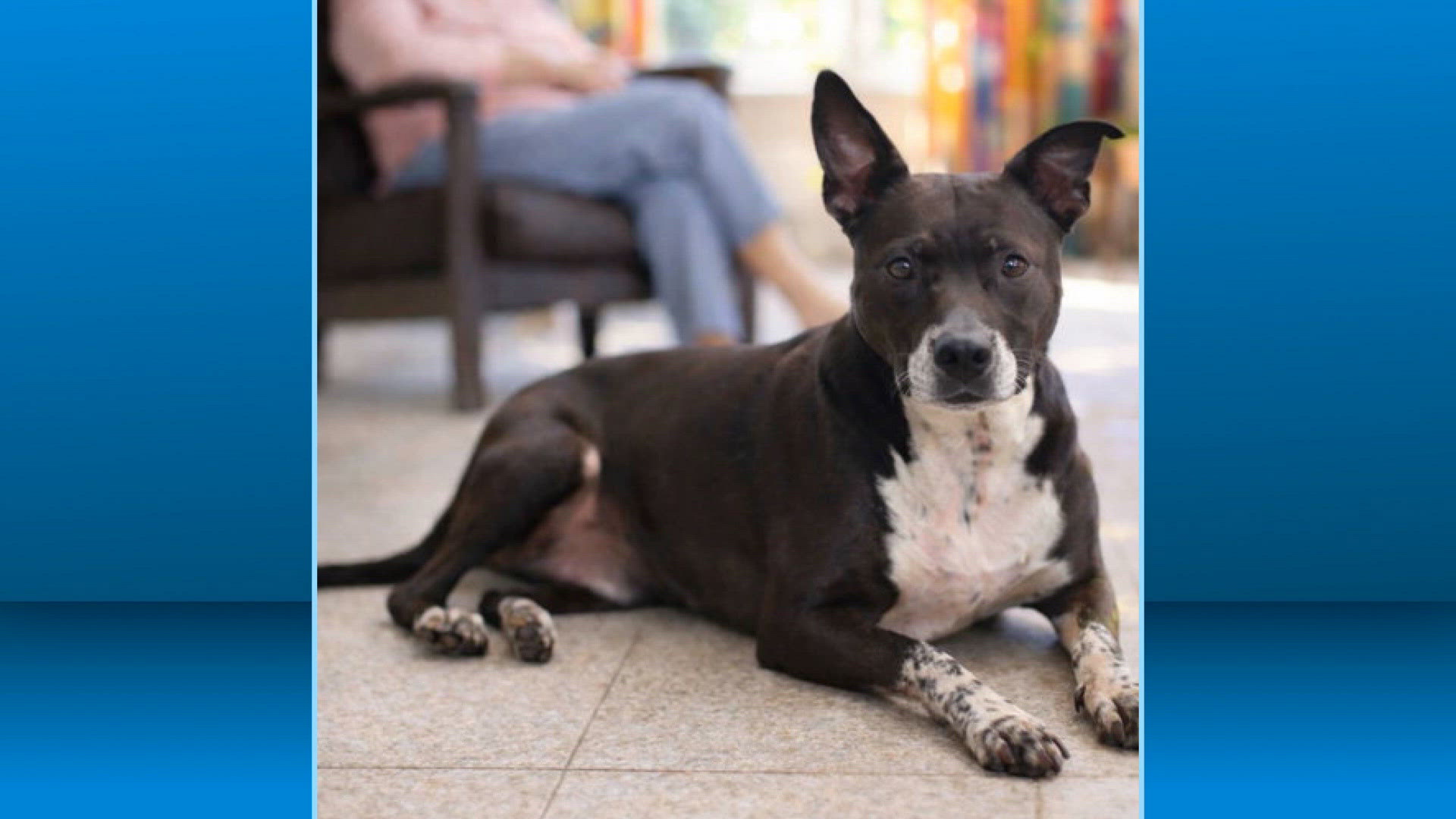 Pet for adoption: May 7, 2026
