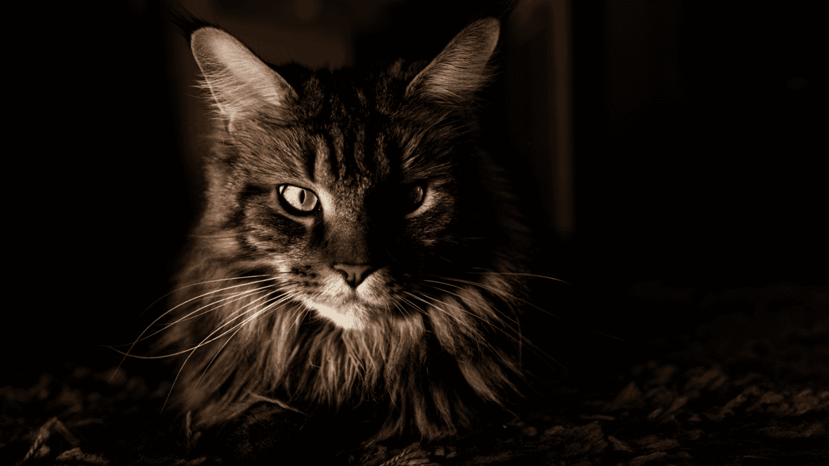 Why do cats feel so mysterious compared to other animals?