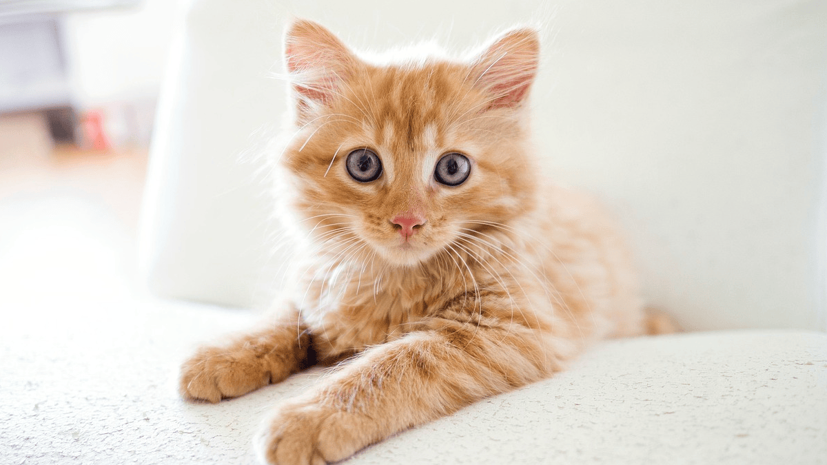 Why does your cat sit in your favorite spot on the sofa? Ethologists ...