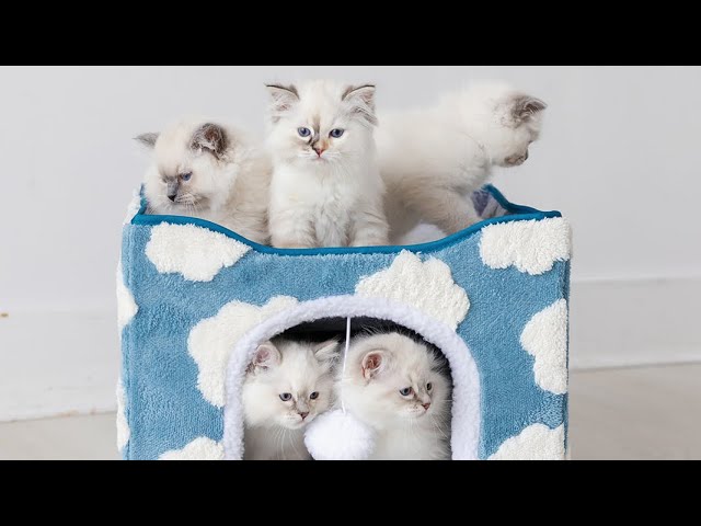 Meet the T litter kittens