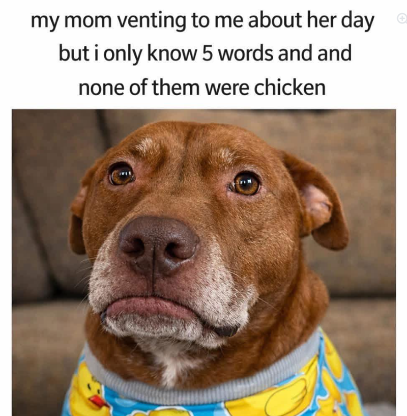 23 happy doggos to survive the work week