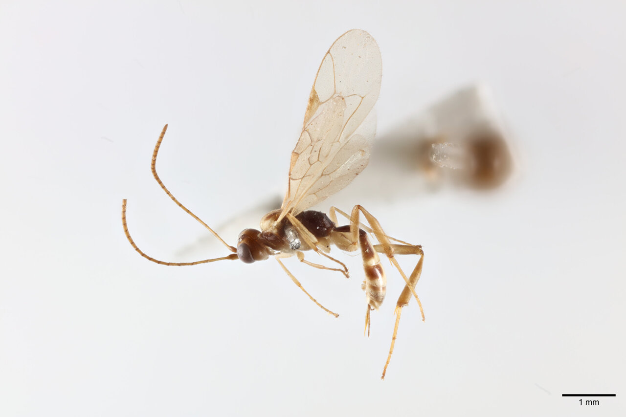 Chilean wasp named in honor of Sir David Attenborough's 100th birthday