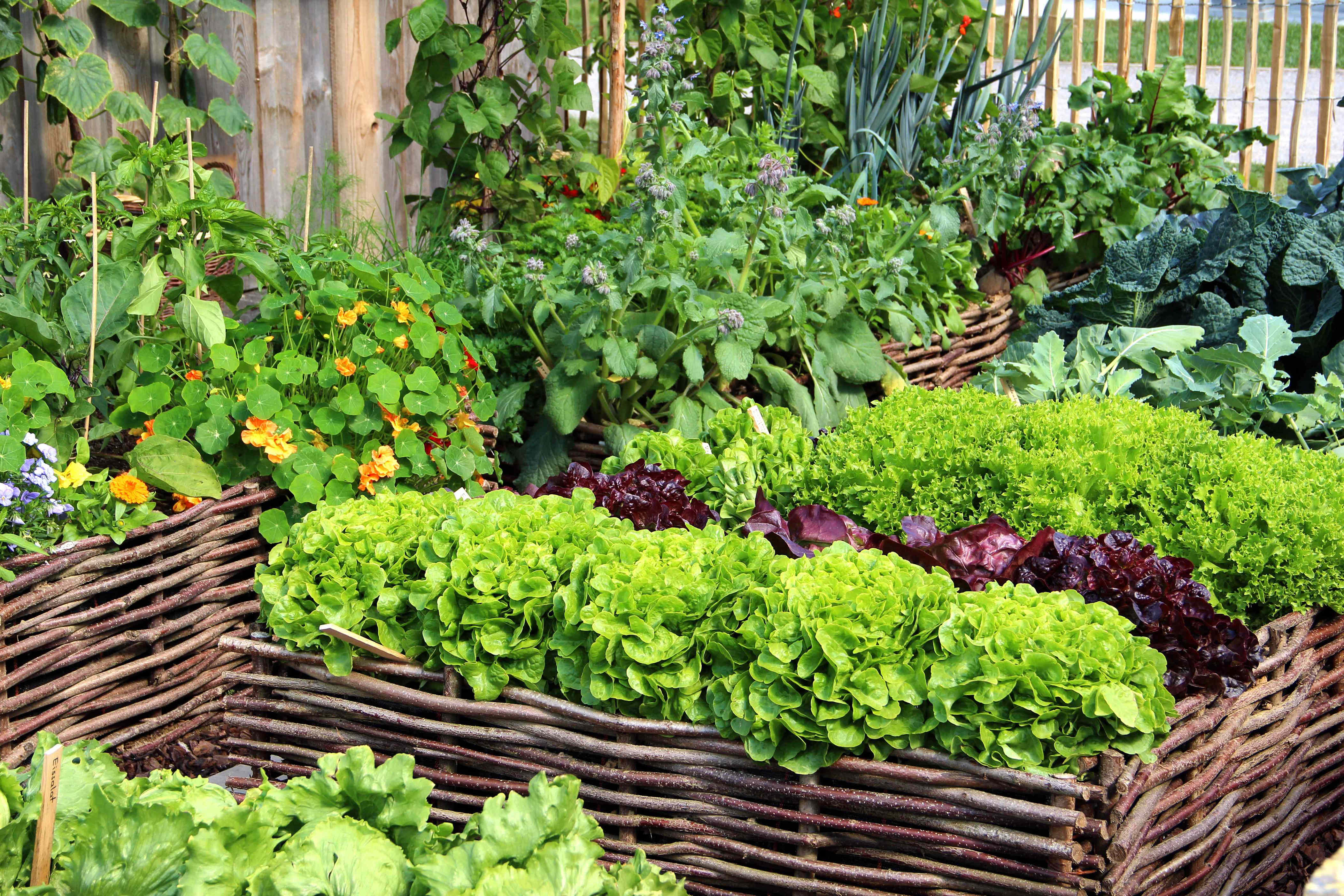 The best vegetables to grow together for healthier plants and tastier ...