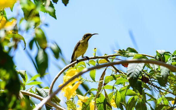Birds flock to your garden in May when you add 1 item they desperately need